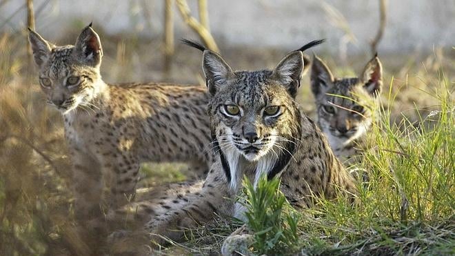 Cinco linces más serán liberados esta semana en el Matachel | Hoy